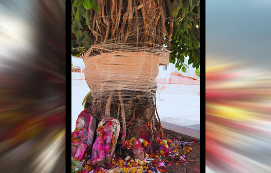 Banyan Tree is the National tree of India