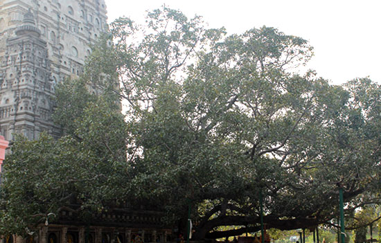 Banyan Tree is the National tree of India