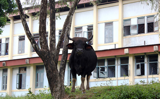 MOPIN is the Harvest festival of Arunachal Pradesh